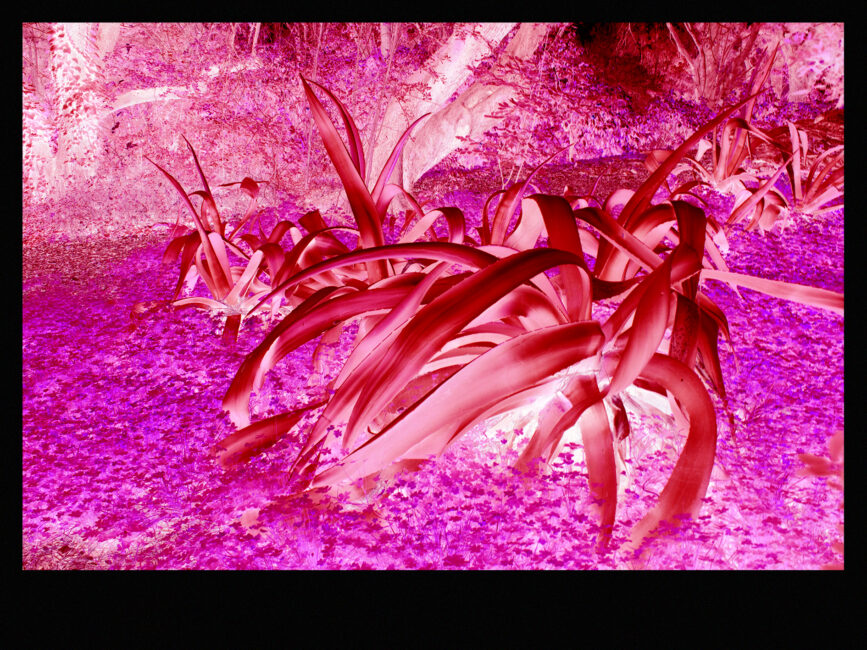 HALLUCINATION OF NATURE | Ατομική έκθεση φωτογραφίας του Alexander ...